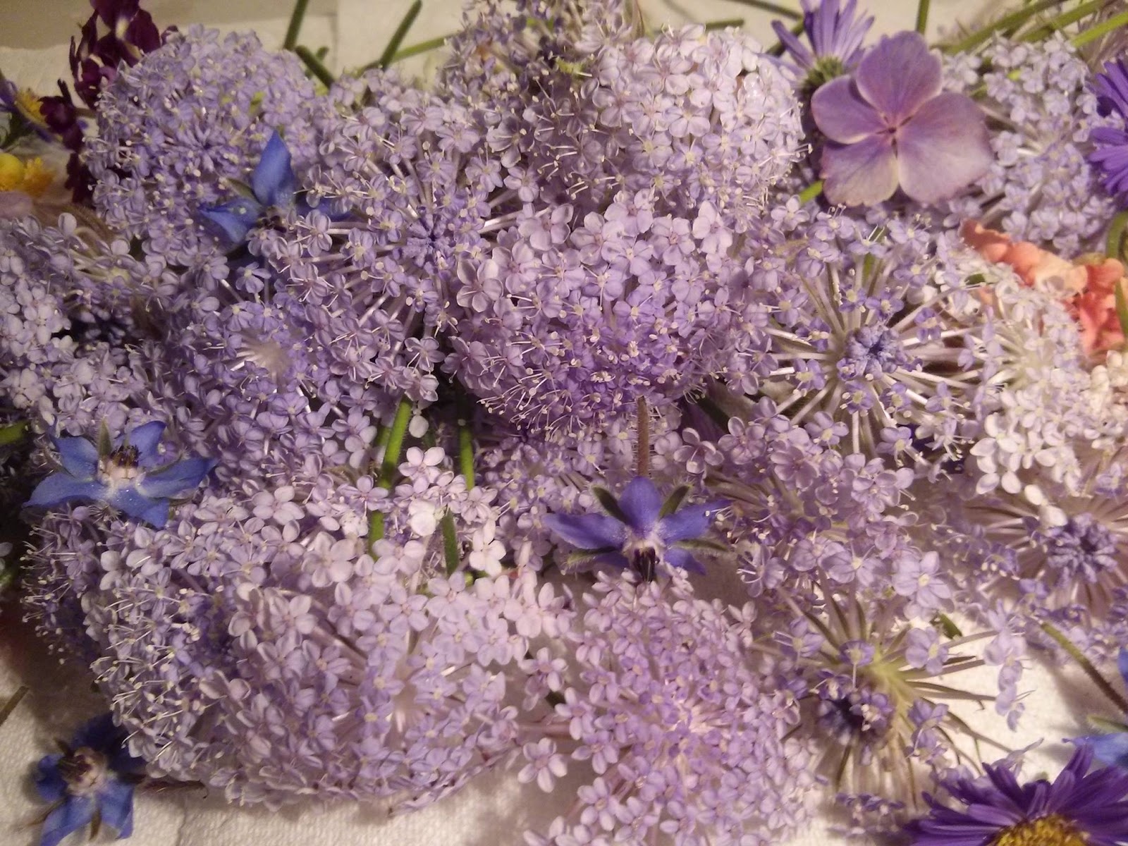 My Petal Press Garden Blog: Didiscus seeds lacy blue