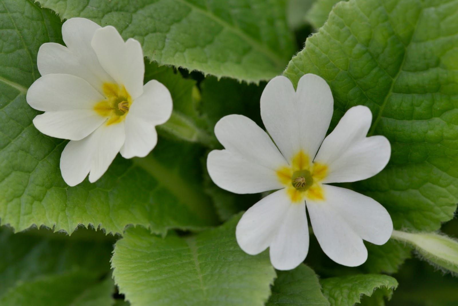 The ever popular Primrose