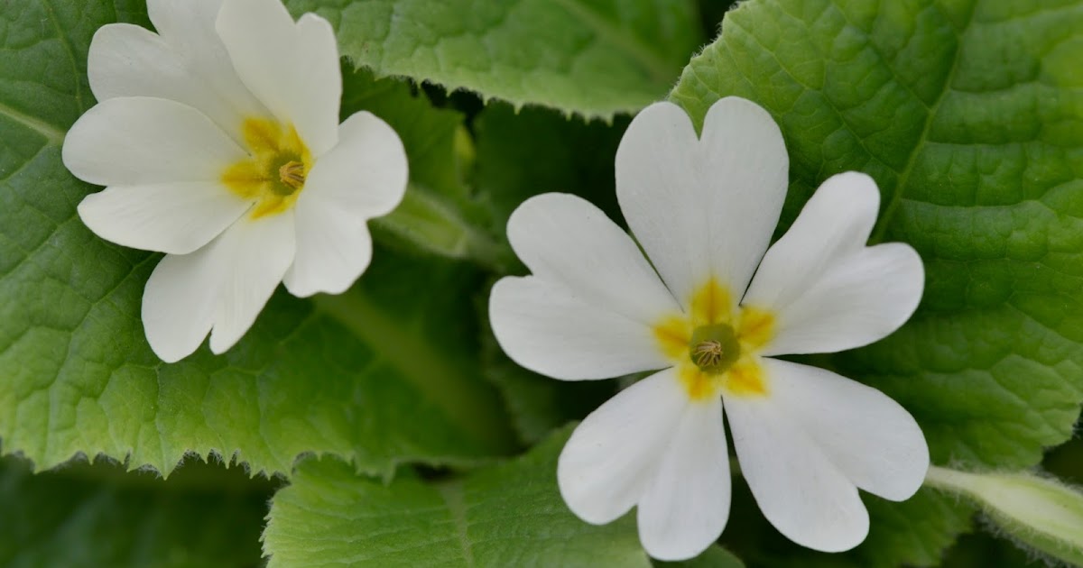 The ever popular Primrose