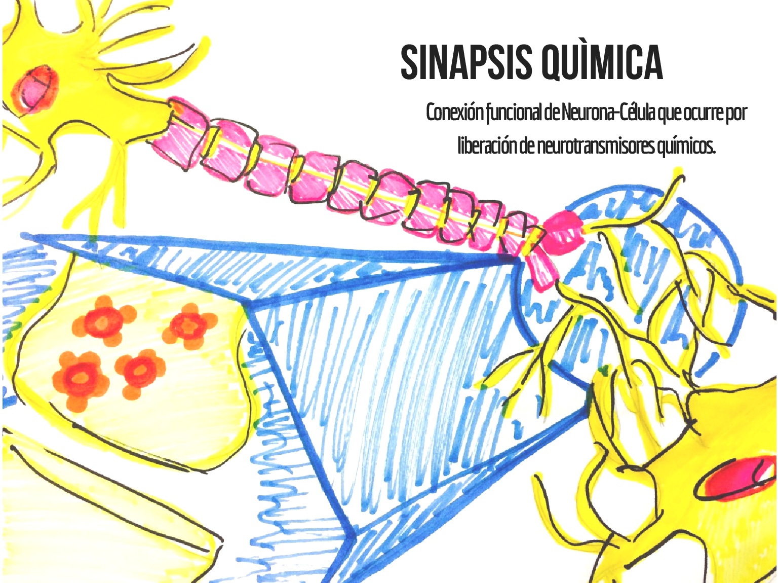 Dulce Gpe Avilés García Fisiología 2016 Gpo 10: Sinàpsis Quìmica, Neurotransmisores (Acetilcolina).