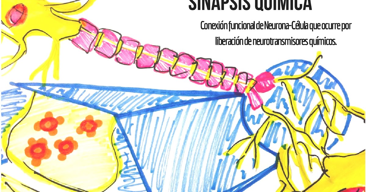 Dulce Gpe Avilés García Fisiología 2016 Gpo 10: Sinàpsis Quìmica ...