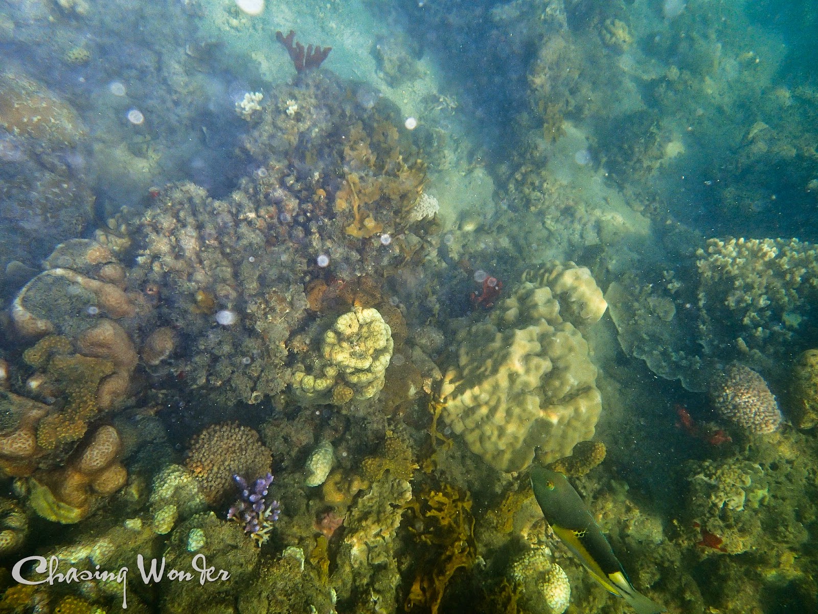 Chasing Wonder: Pambato Reef - Honda Bay, Palawan