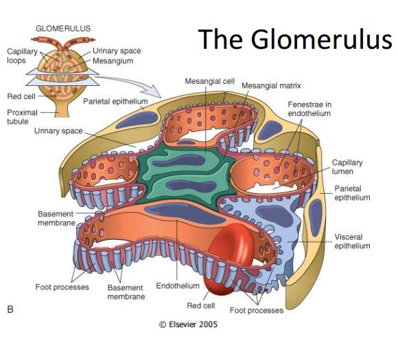 Tutor's Notes: general, cardiovascular, respiratory and renal ...