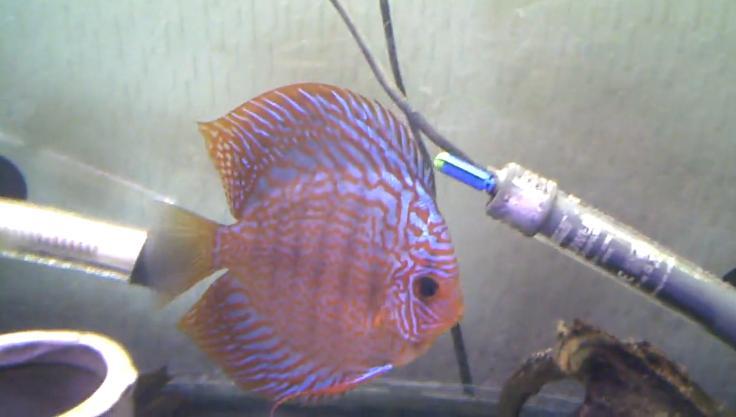 Fish Zone: discus fish care and breeding