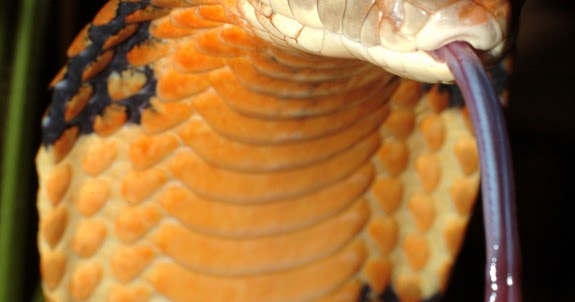 BIBOCA AMBIENTAL : COBRAS - COLORIDAS E BELAS