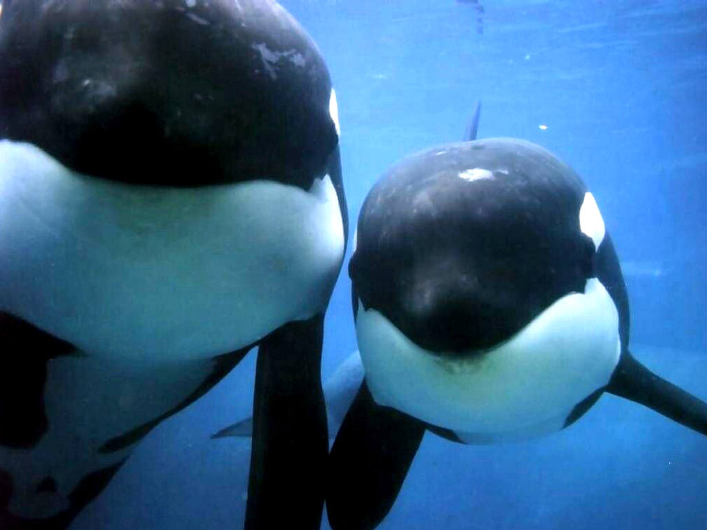 Orca - Orcinus orca ~ Você realmente sabia?