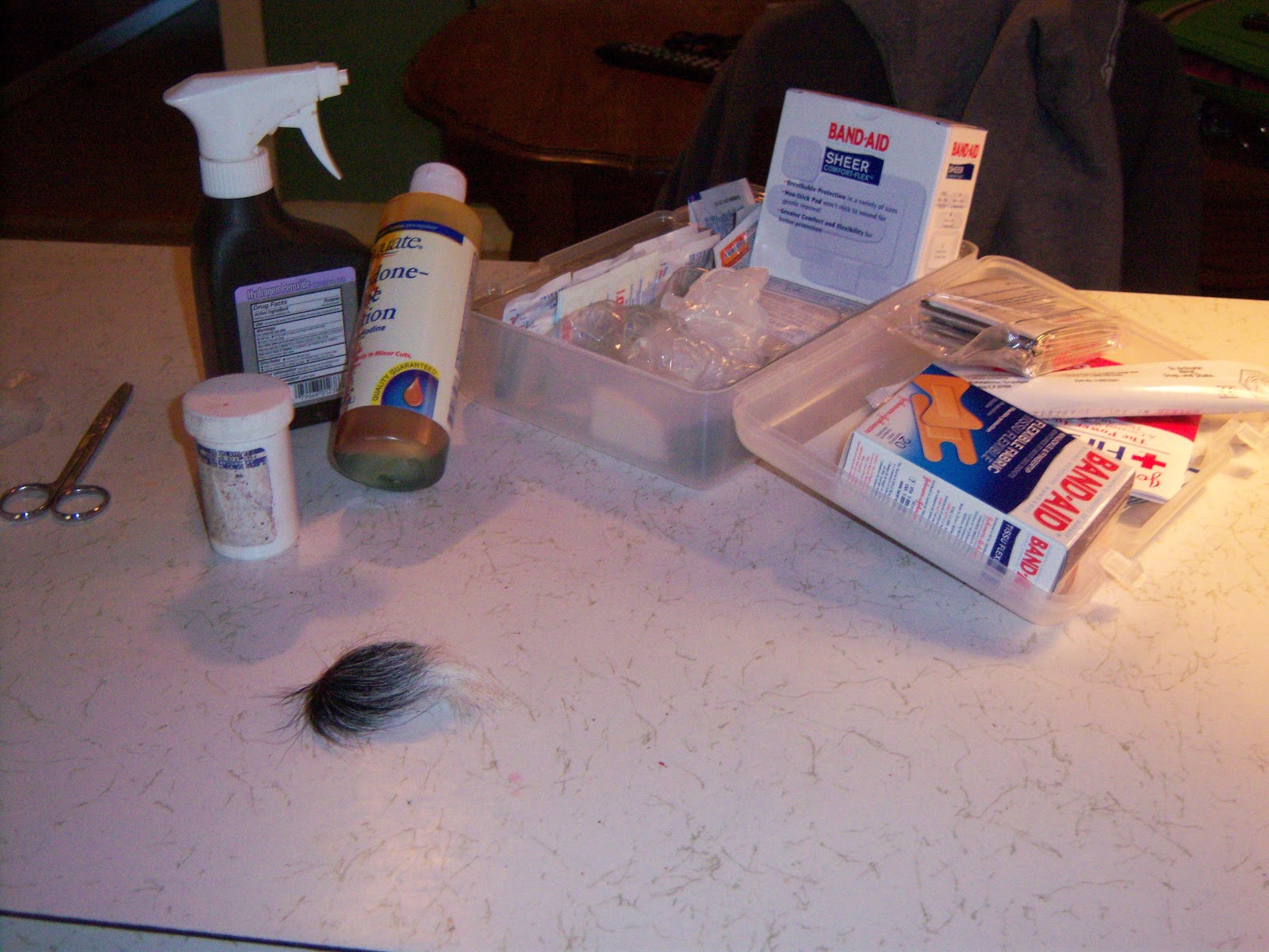 Kayla's Place: "Degloved" Dog Tail... Helpful H....