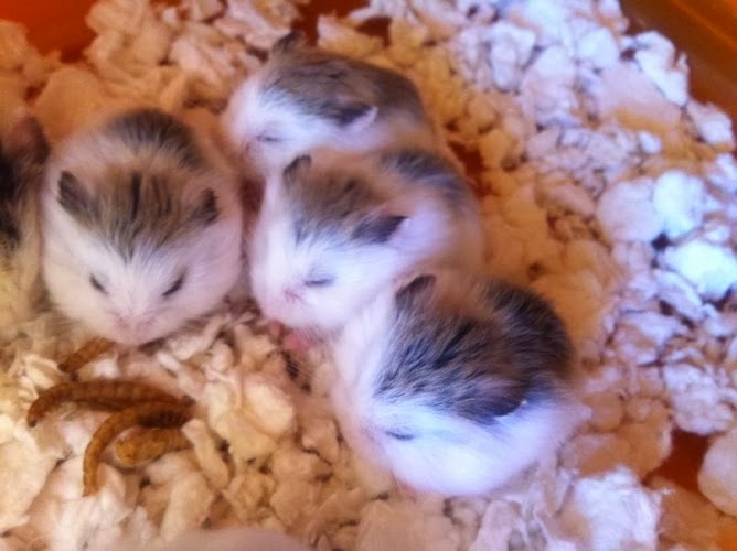 Roborovski hamster, Breeding Roborovski hamster part 3 - veterinary online