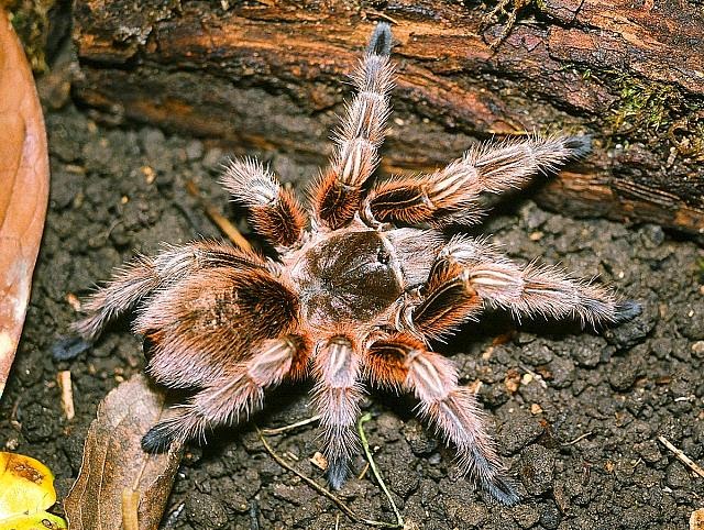 Vogelspinnen-Reptilien und Wirbellose-Tiere: Grammostola rosea