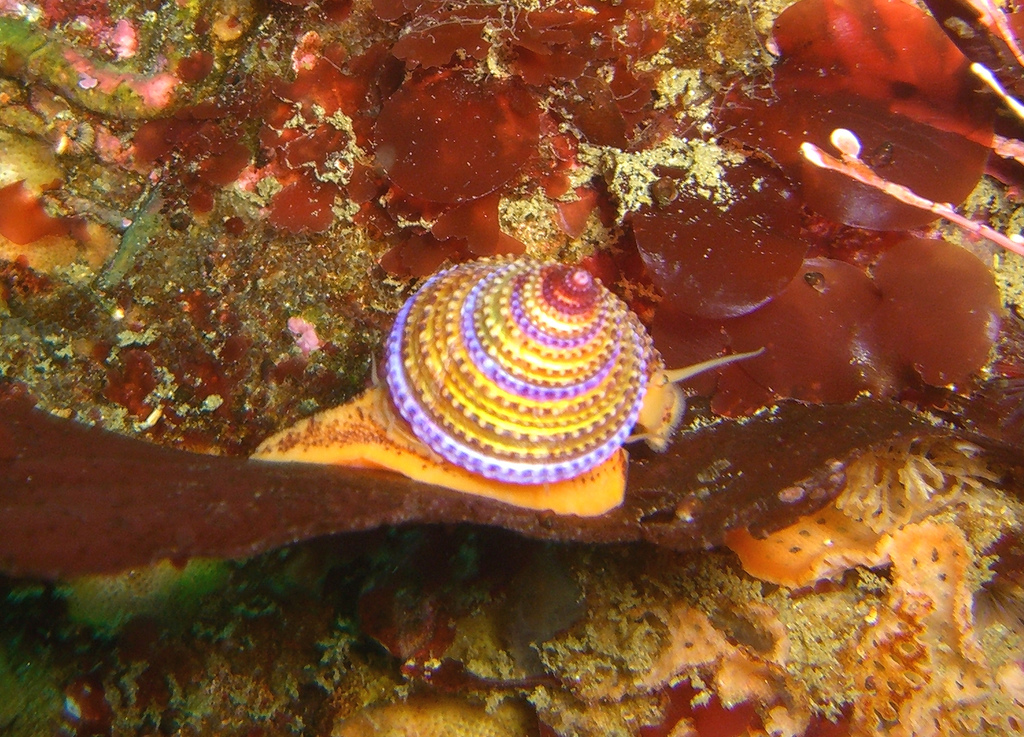 Real Monstrosities: Jeweled Top Snail