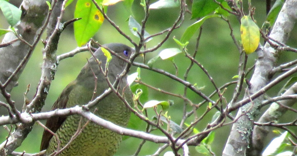 Bird & Travel Photos, Birding Sites, Bird Information: FEMALE SATIN ...