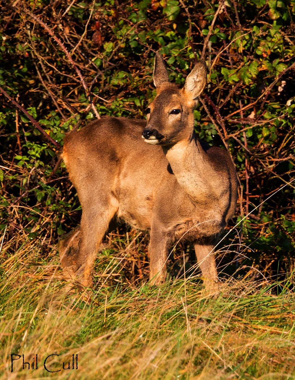 Phil Cull Wildlife Photography: 2017