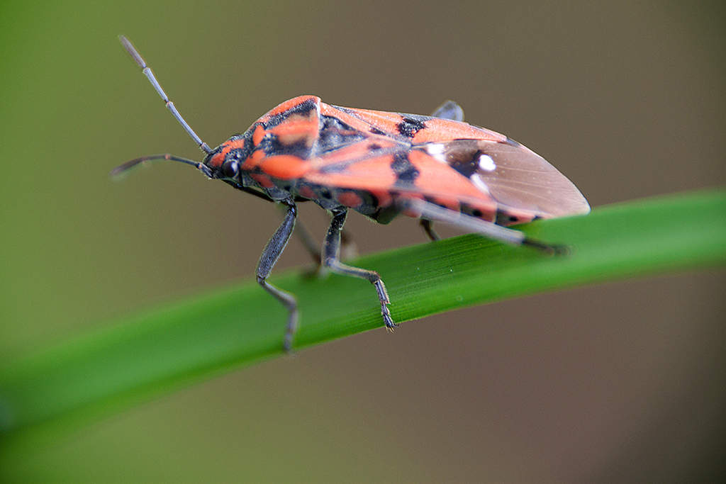 Compis: Spilostethus pandurus