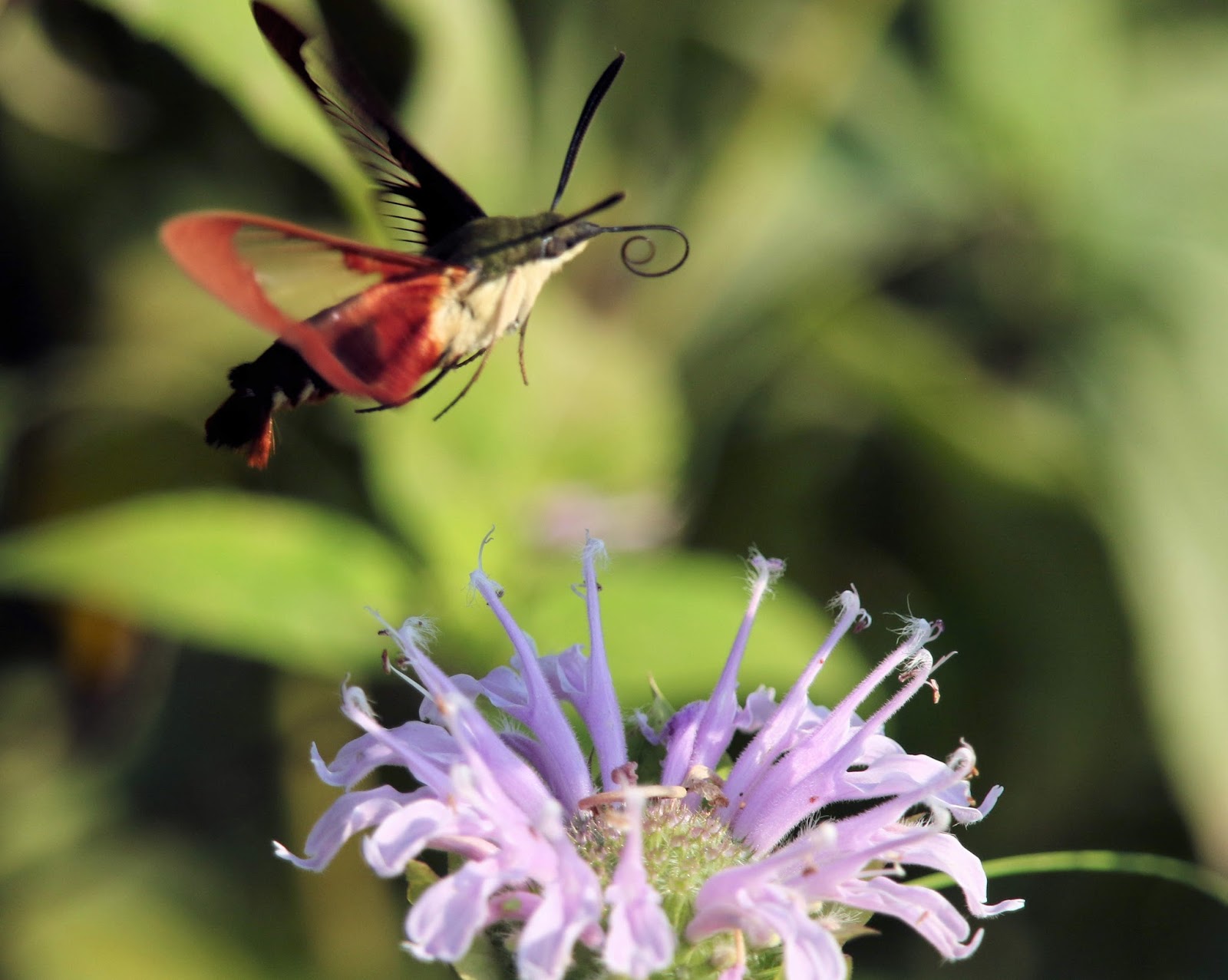 Birds from Behind : Moths and More!...