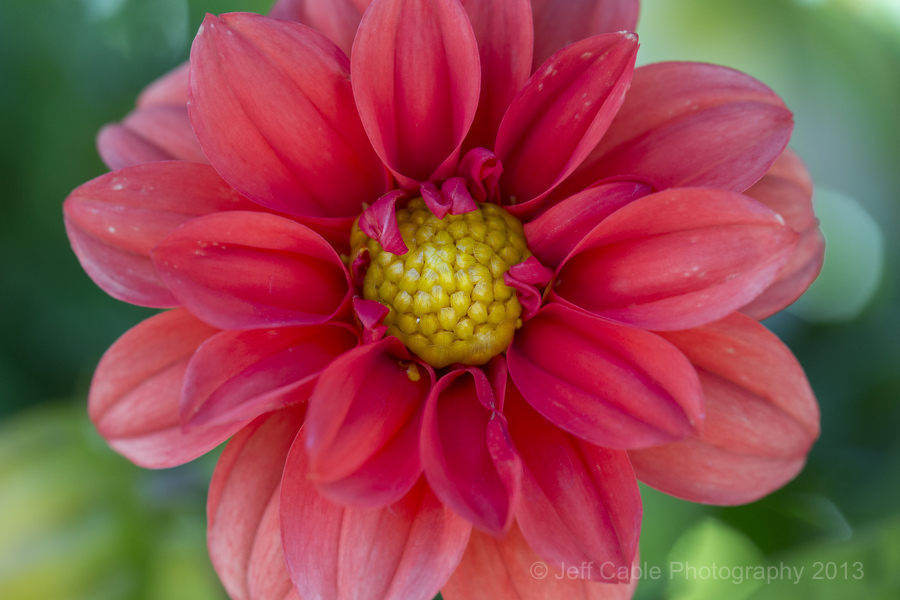 Jeff Cable's Blog: Want some cool macro photos of flowers? Visit your ...