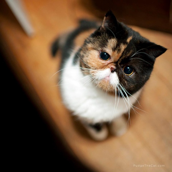 scientific culture: Have you met Pudge?