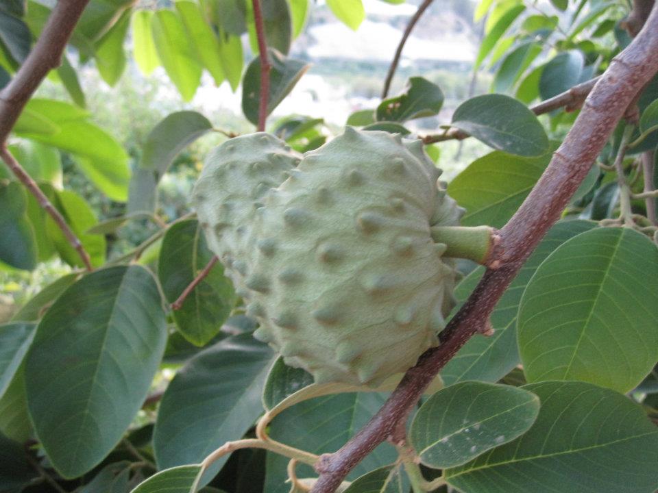 SEGEBUTĖS UŽRAŠAI: Anona