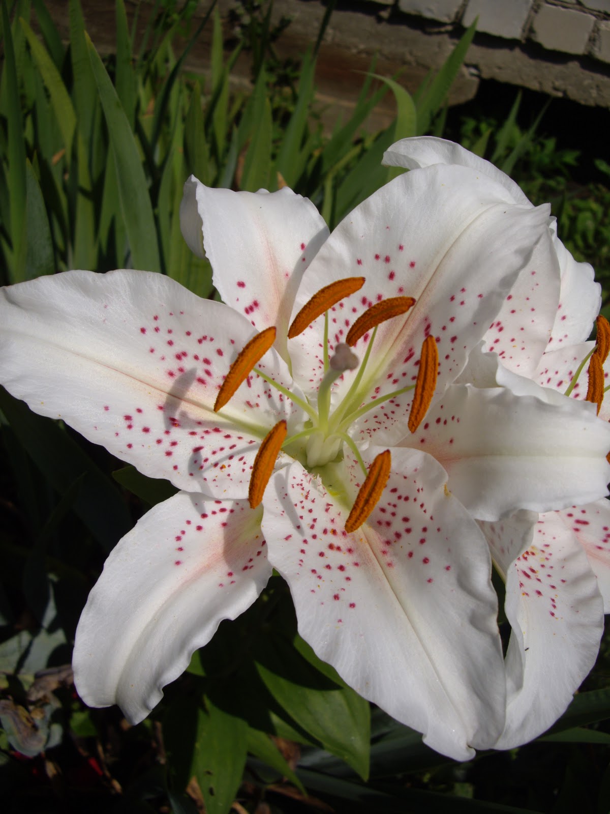 Liudvikos skrynia: Lelija