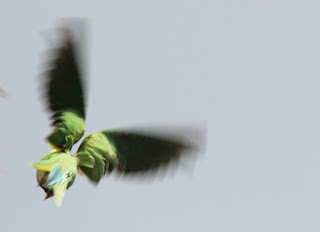 Parakeets of Sri Vaikundam!!! | My Travelogue - Indian Travel Blogger ...