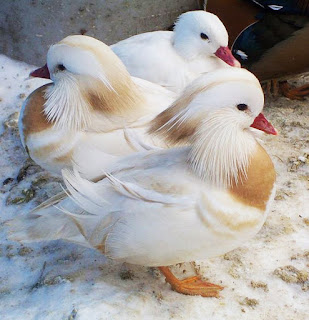 Hamparan Seni: Itik Mandarin