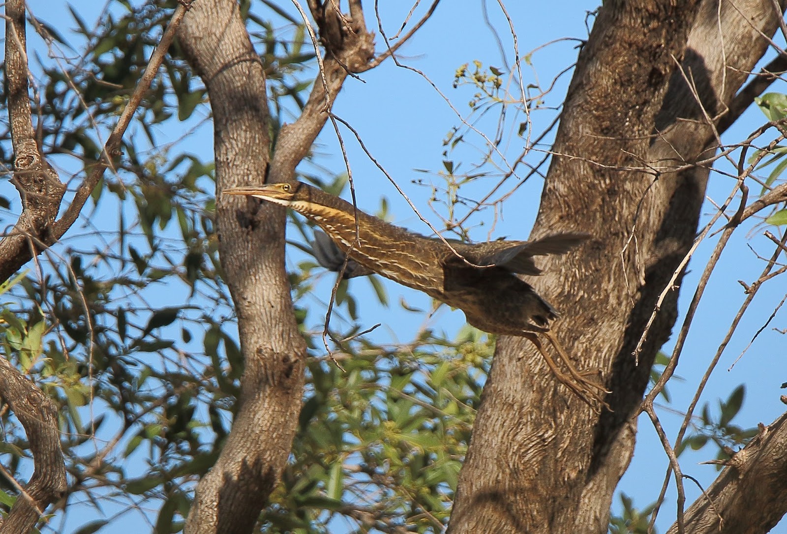Richard Waring's Birds of Australia: A second Black Bittern experience.