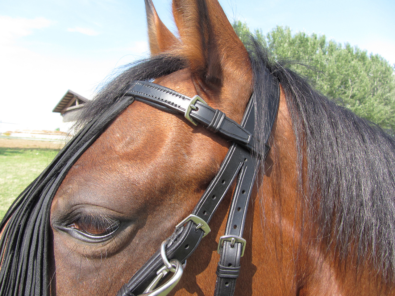 Sketches from the Saddlery - Leather items made in Italy: Bridle-halter ...