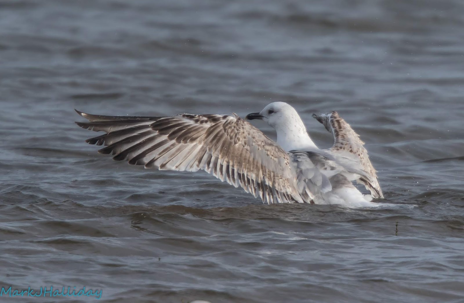 Mark's Wild Thyme Birding: Some more pics of the second winter Caspian ...