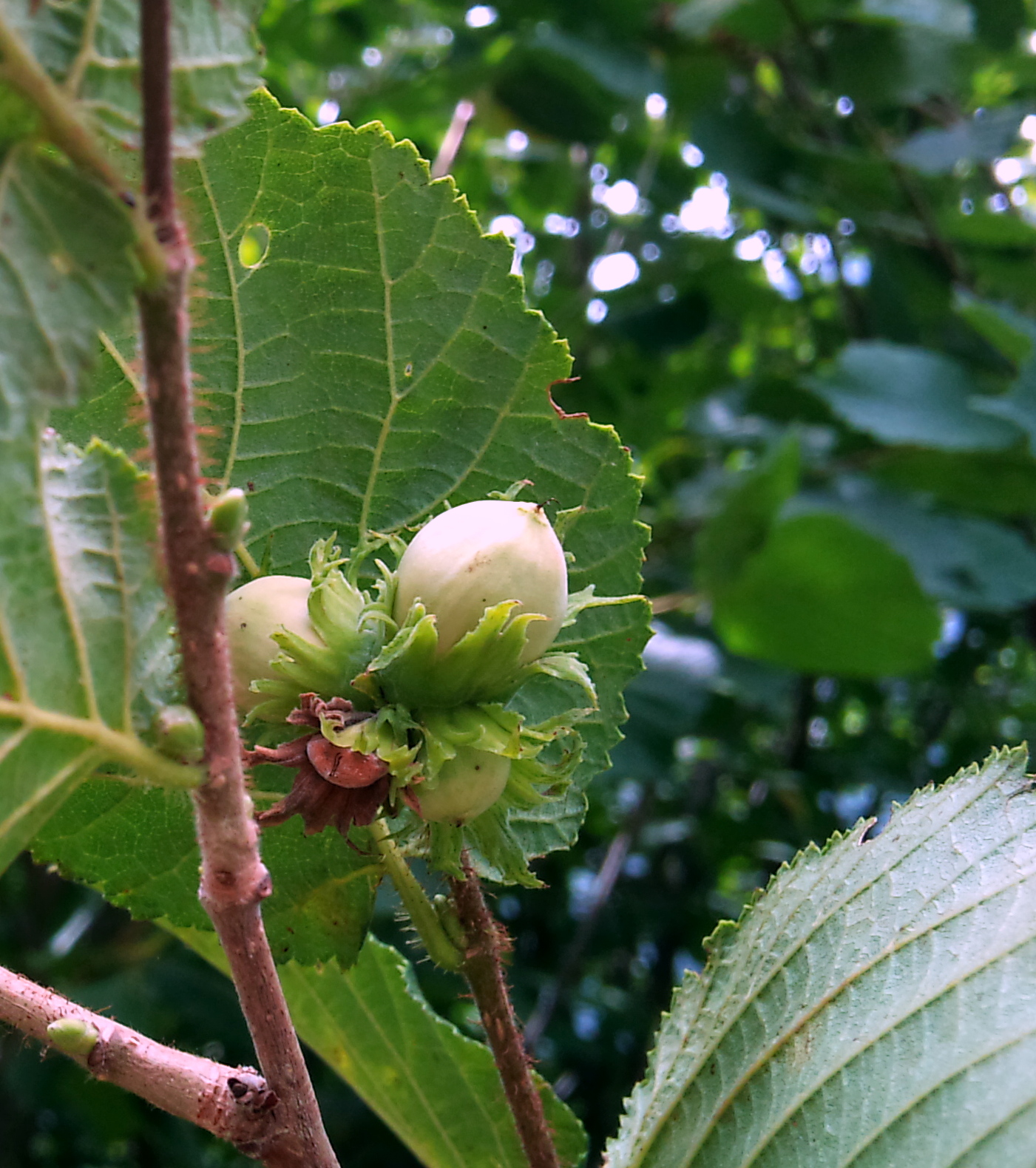Árboles con alma: Avellano. Avellàner. (Corylus avellano)