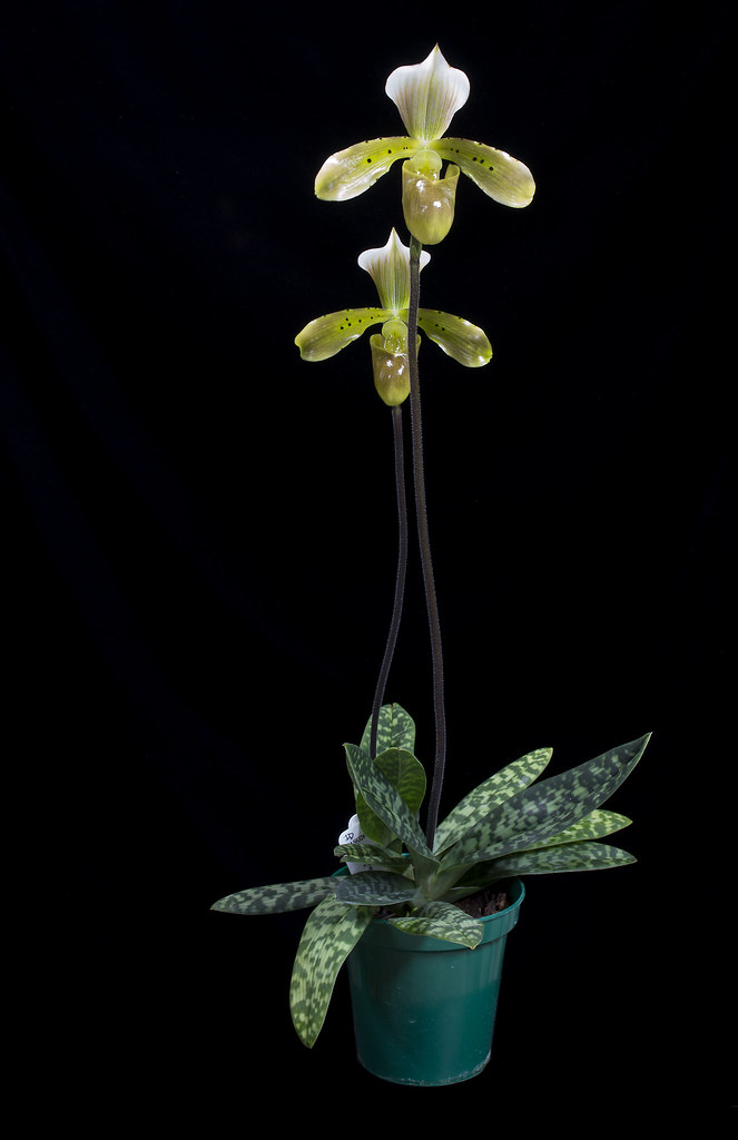 Paphiopedilum tonsum orchid plant care and culture | Travaldo's blog