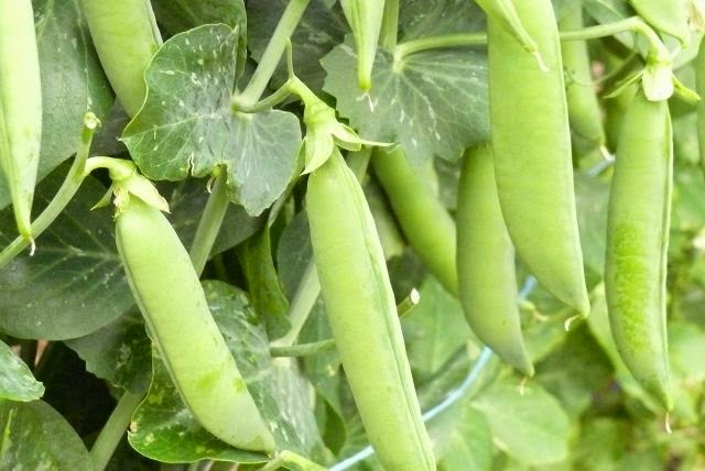 The Food Garden Group Blog: Easy peasy?