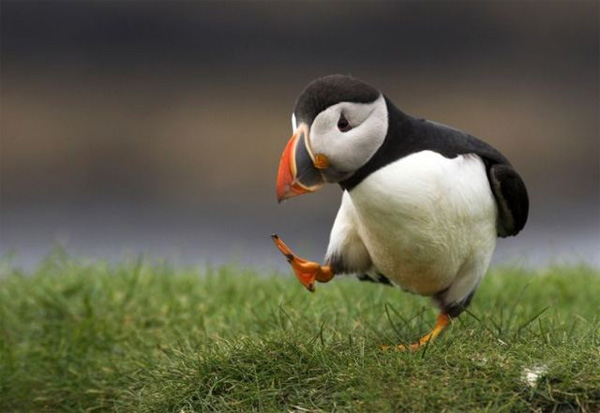 Puffin | The Life of Animals
