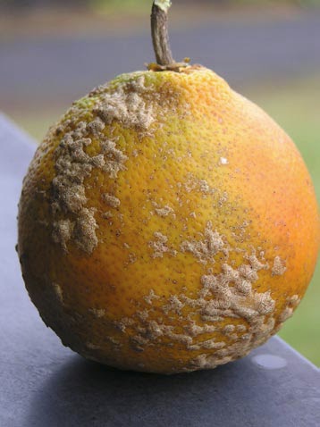 Garden Guy Hawaii: Citrus Scab Disease