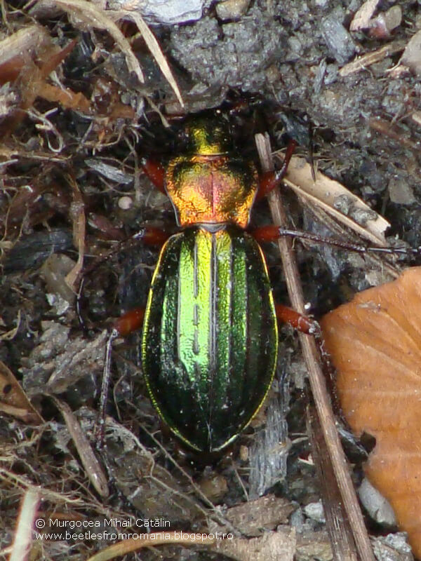Beetles from Romania: Carabus (Chrysocarabus) auronitens
