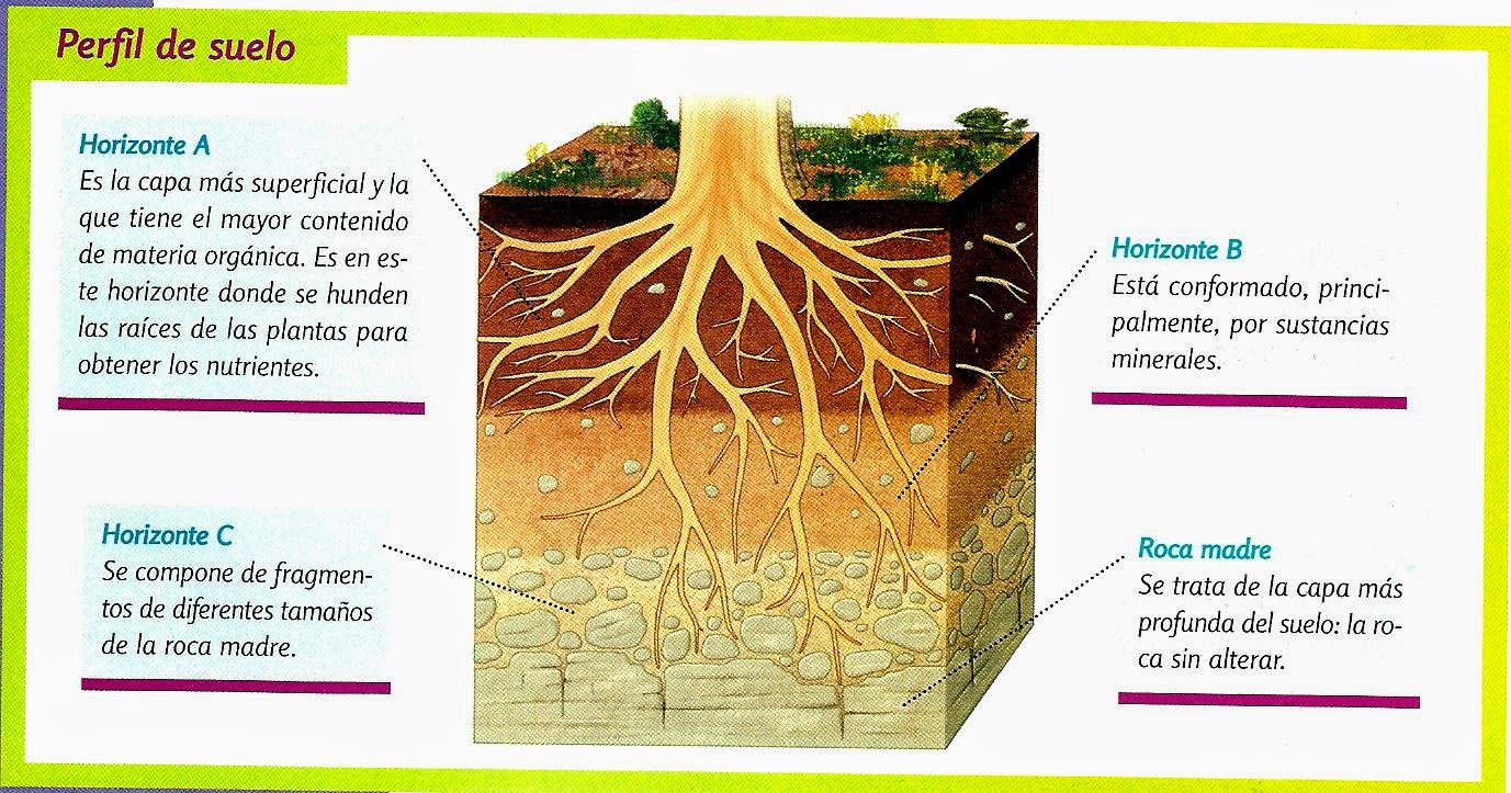 EL SUELO RECURSO VITAL : COMPOSICIÓN DEL SUELO