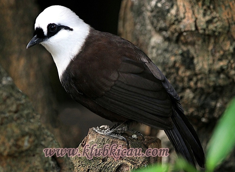 Mengenal berbagai Jenis burung Poksay | Burung Kicau | Masteran Burung