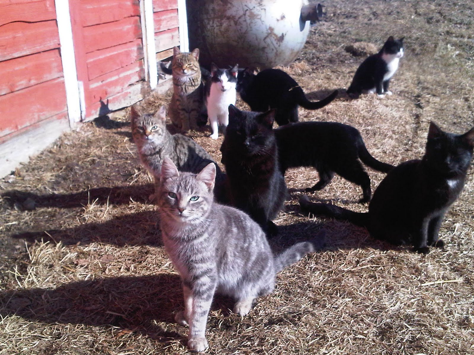 Farming With a Flare: No Place For a Cat