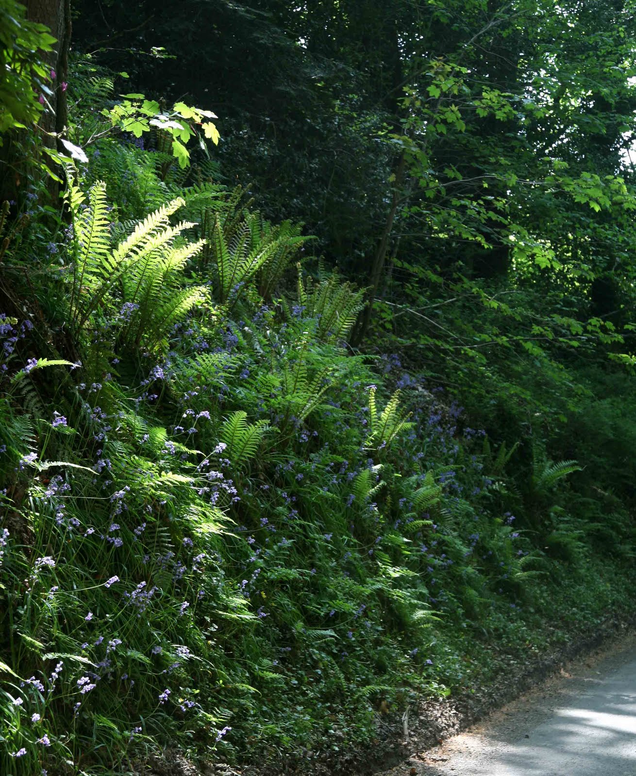 A Year in the Life of Pythouse Walled Garden: May 2011