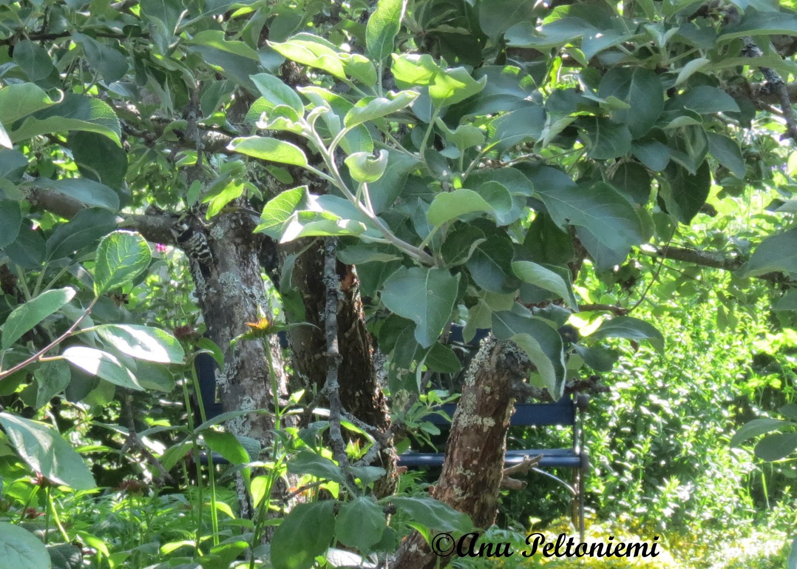 Lintuilua - Birding: Pikkutikka