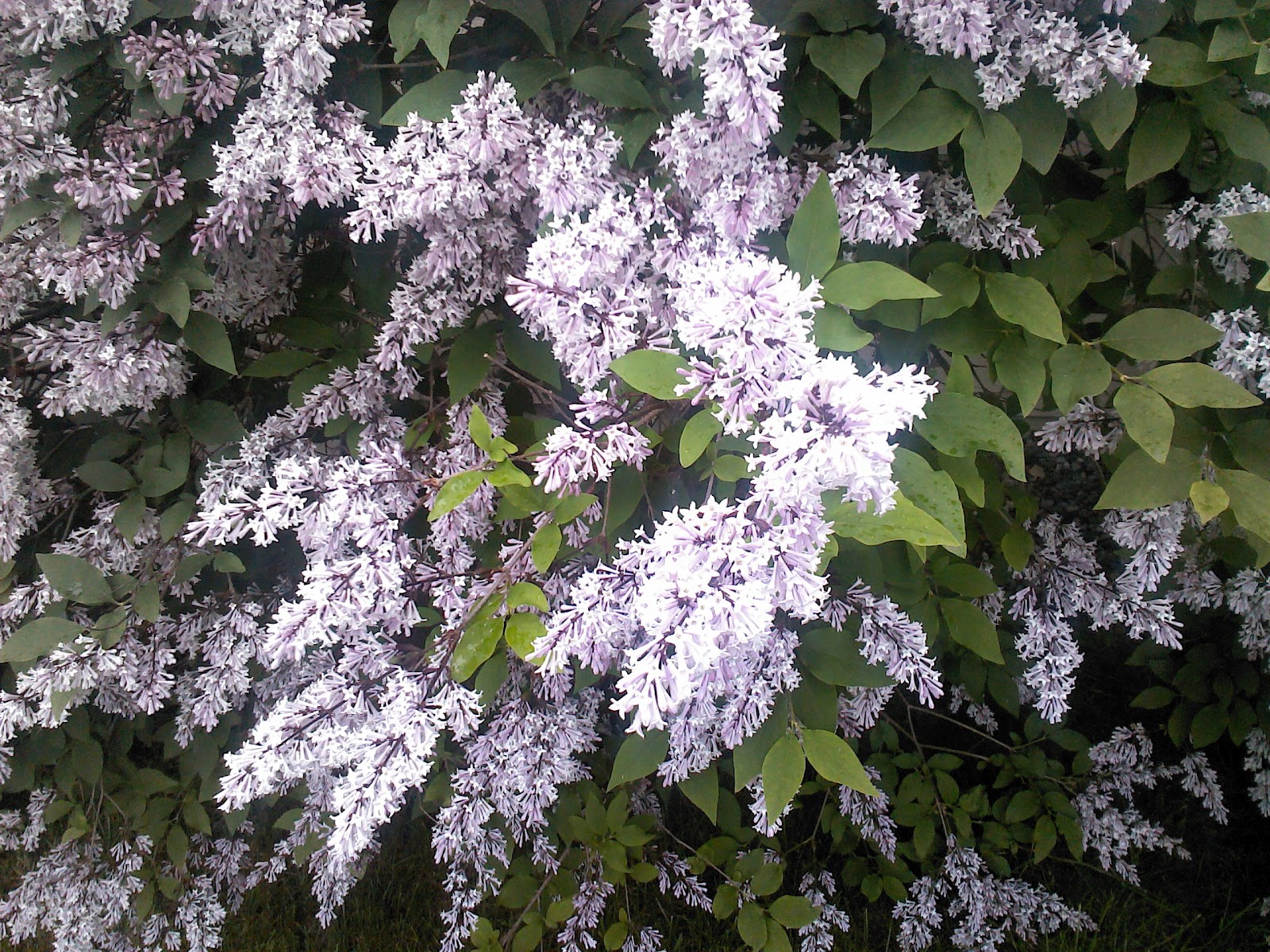 How My Sister's Garden Grows in Wild Alaska - Sweet Little Bluebird