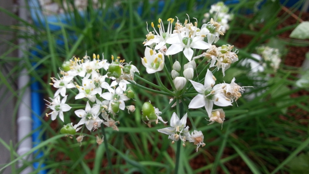 Affnan's Aquaponics: Kuchai Fruiting