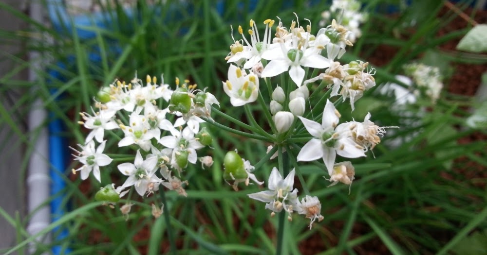 Affnan's Aquaponics: Kuchai Fruiting