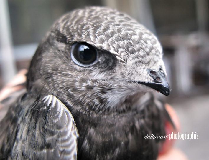 Photographis: Common Swift - LASTUNUL