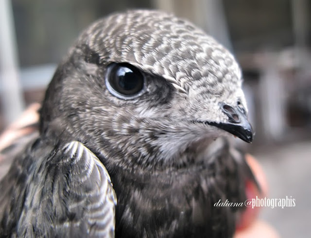 Photographis: Common Swift - LASTUNUL