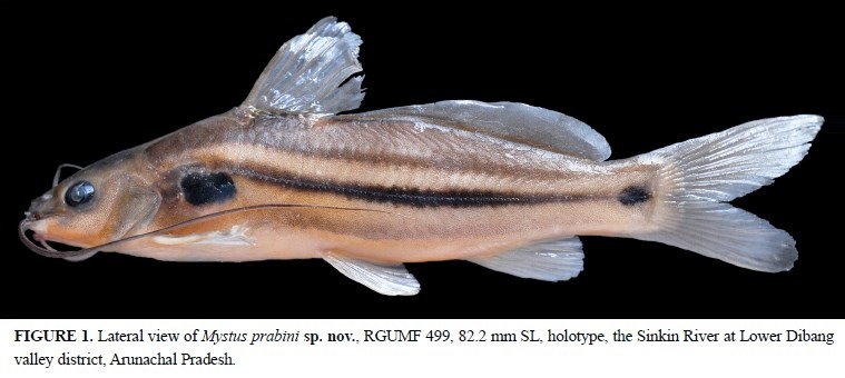 Species New to Science: [Ichthyology • 2019] Mystus prabini • A New ...