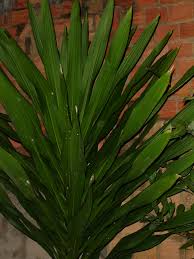 EWÉ ERVAS SAGRADAS ( SAGRED HERBS ): ÈWÉ PÈRÈGÚN