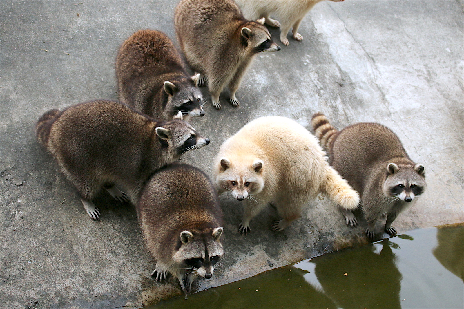 Taiwan Farmstay 3 of 5: Shin Kong Chao Feng Ranch & Resort 新光兆丰休闲农场 in ...