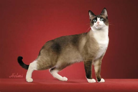 SNOWSHOE CAT - SC