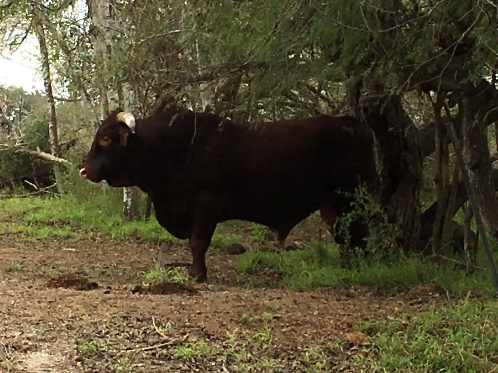 PATI AND LEROY'S TRAVELS: KING RANCH - Cattle, History and Wildlife