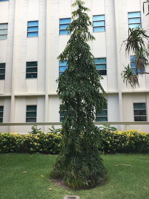 Polyalthia longifolia var. pendula (Mast Tree)