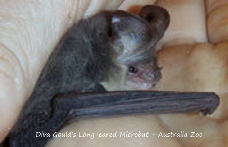 Diva Gould's Long-eared Microbat - Australia Zoo